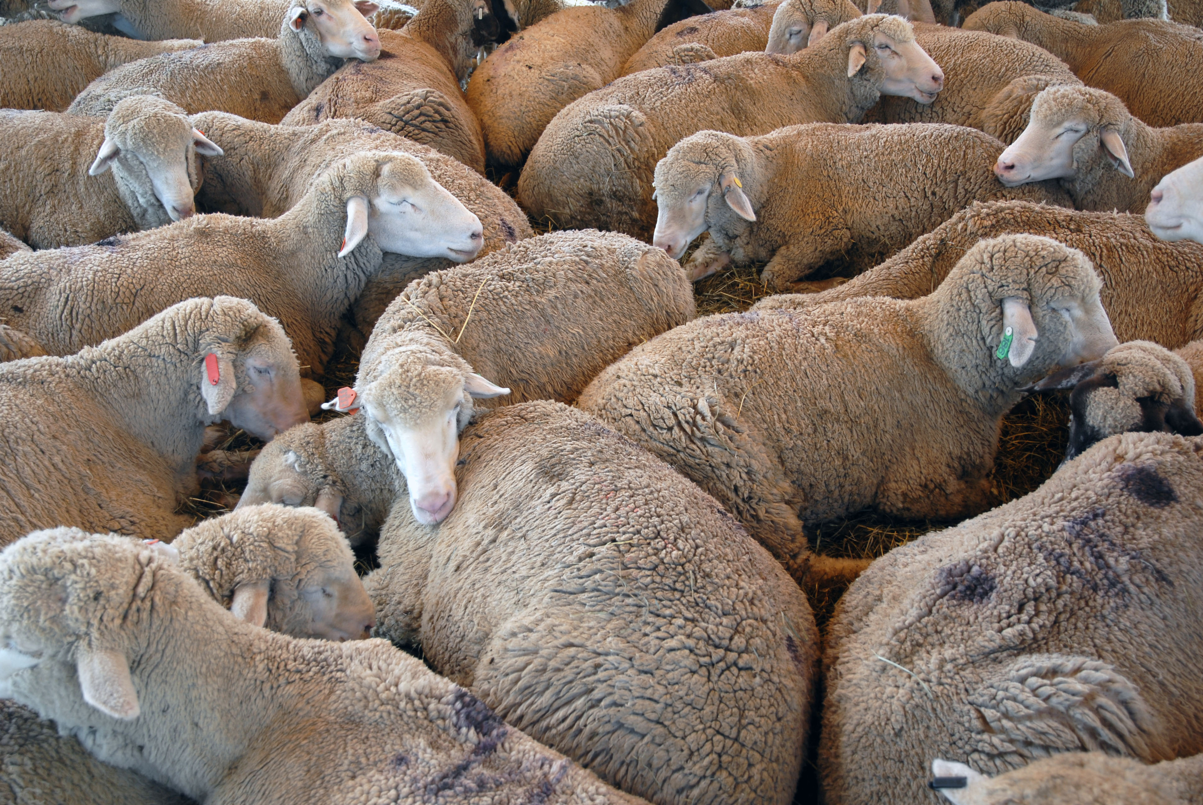 Requerimientos nutricionales de oveja preñada | El Rural
