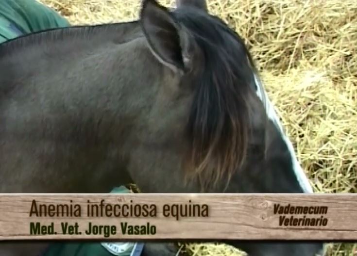 Anemia infecciosa equina | El Rural