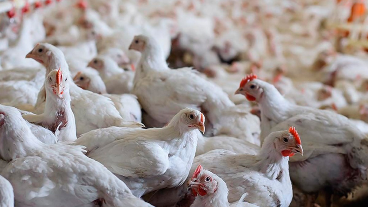 Pollos: Buena demanda interna y complicaciones para exportar | El Rural